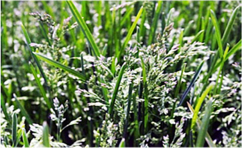 Kentucky Bluegrass | Thompson Brothers Sod Farms